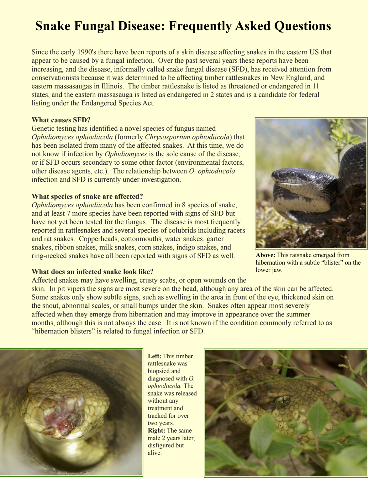 Snake Fungal Disease: Frequently Asked Questions — SEPARC